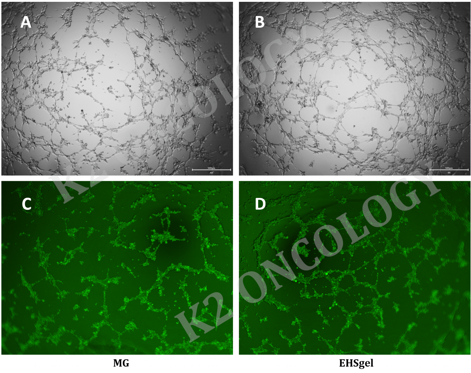 EHSgel® Basement Membrane Matrix - 北京科途医学科技有限公司 — 类器官技术 | 肿瘤个体化精准医学 ...