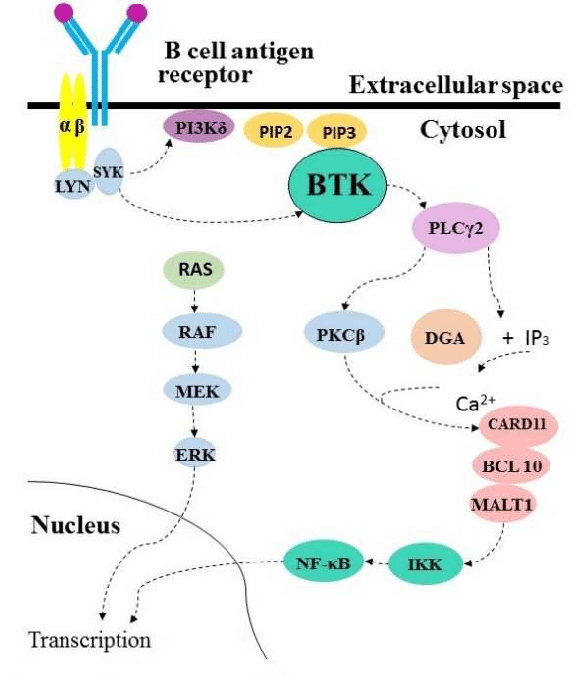 BTK激酶抑制剂疾病模型精选 - 北京科途医学科技有限公司 — 类器官技术 | 肿瘤个体化精准医学 | 肿瘤功能性检测