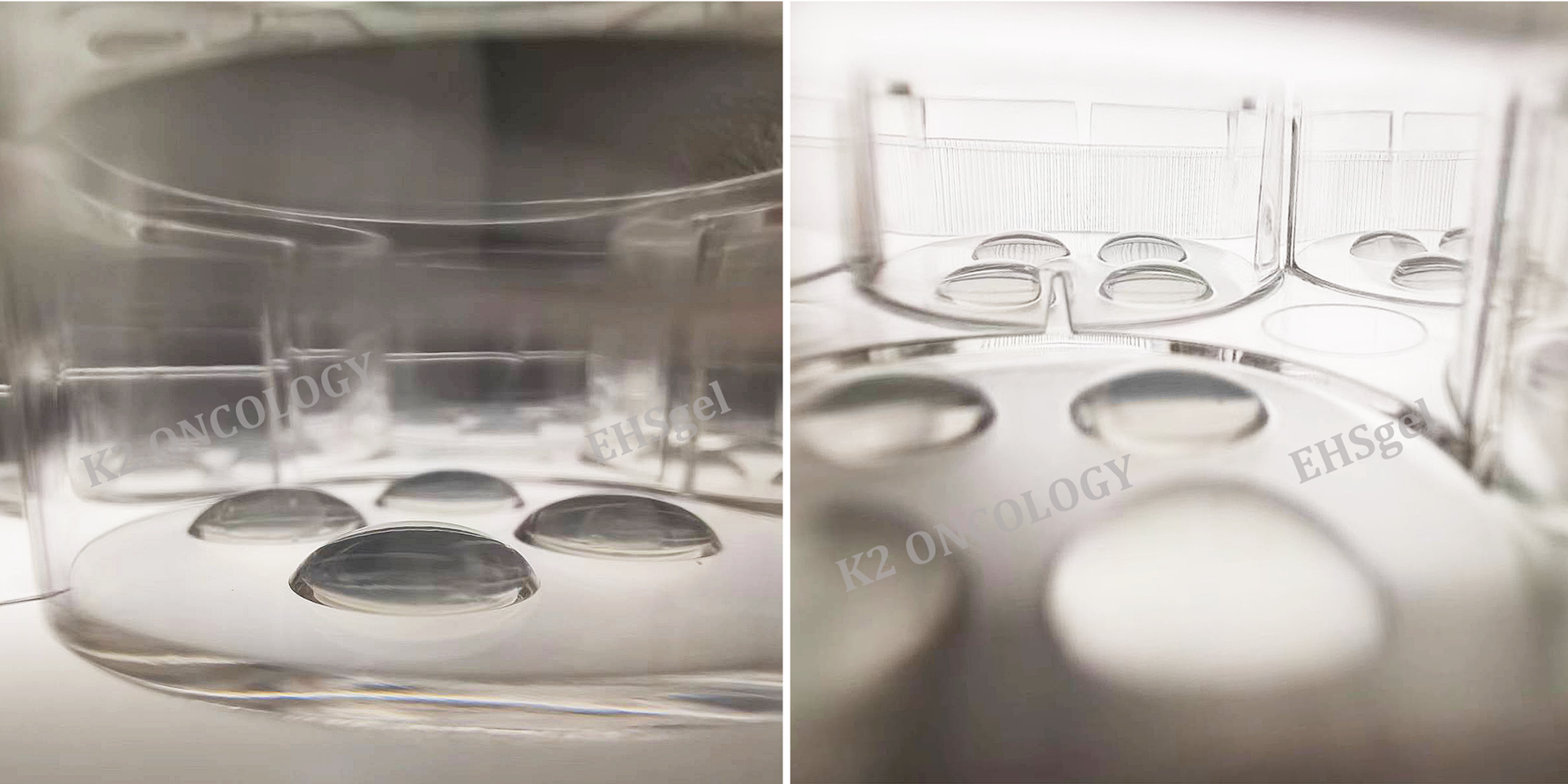 EHSgel® Basement Membrane Matrix - 北京科途医学科技有限公司 — 类器官技术 | 肿瘤个体化精准医学 ...