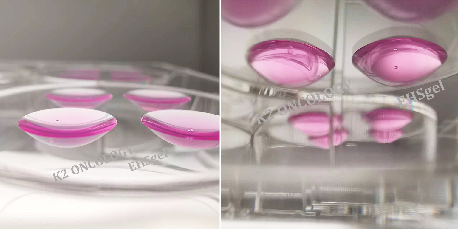 EHSgel® Basement Membrane Matrix - 北京科途医学科技有限公司 — 类器官技术 | 肿瘤个体化精准医学 ...