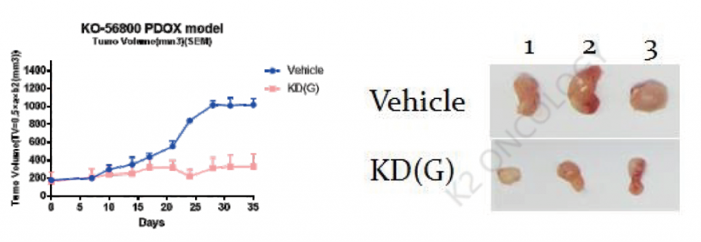 PDOX模型药物评价 - 北京科途医学科技有限公司 — 类器官技术 | 肿瘤个体化精准医学 | 肿瘤功能性检测