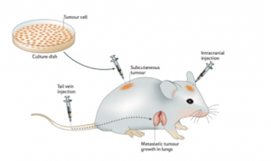 CDX/PDOX/PDX模型 - 北京科途医学科技有限公司 — 类器官技术 | 肿瘤个体化精准医学 | 肿瘤功能性检测
