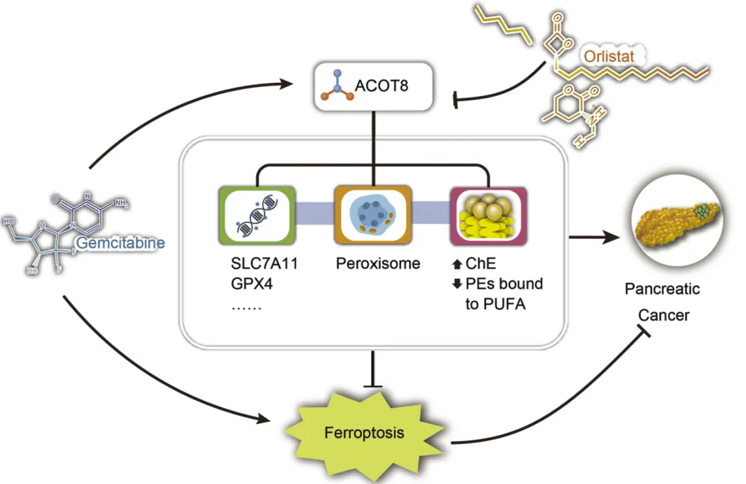 客户文章解读 | 类器官模型揭示ACOT8调控脂代谢与铁死亡介导的胰腺癌耐药新机制 - 北京科途医学科技有限公司 — 类器官技术 | 肿瘤个体 ...